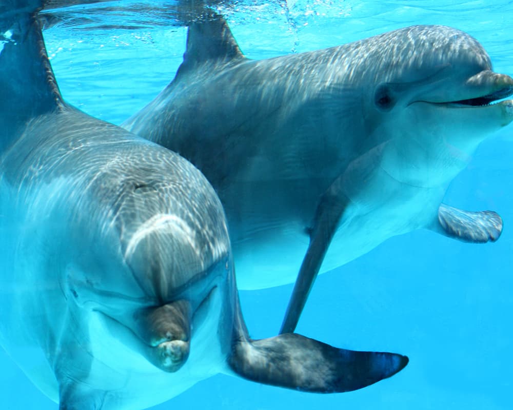 Future Oceans Contact Us | Bycatch Reduction | Acoustic Marine Pingers