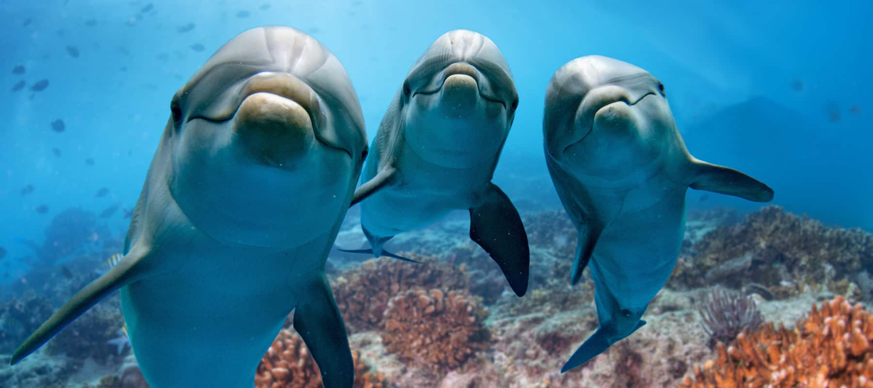Future Oceans - Pingers - Thank you